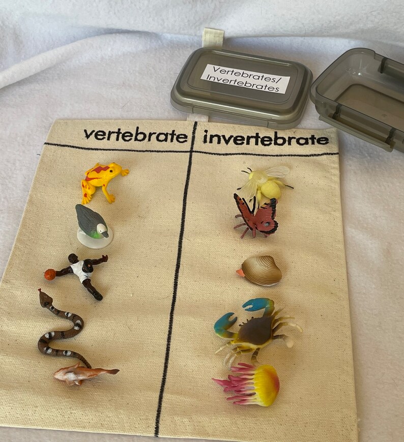 Living/non-living, Plants/animals, Vertebrates/invertebrates ALL ITEMS ...