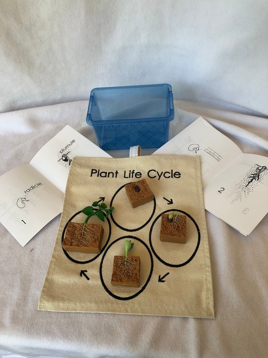 Seed to Plant Growing Sorting Mats - Science ALL MATERIALS INCLUDED ...