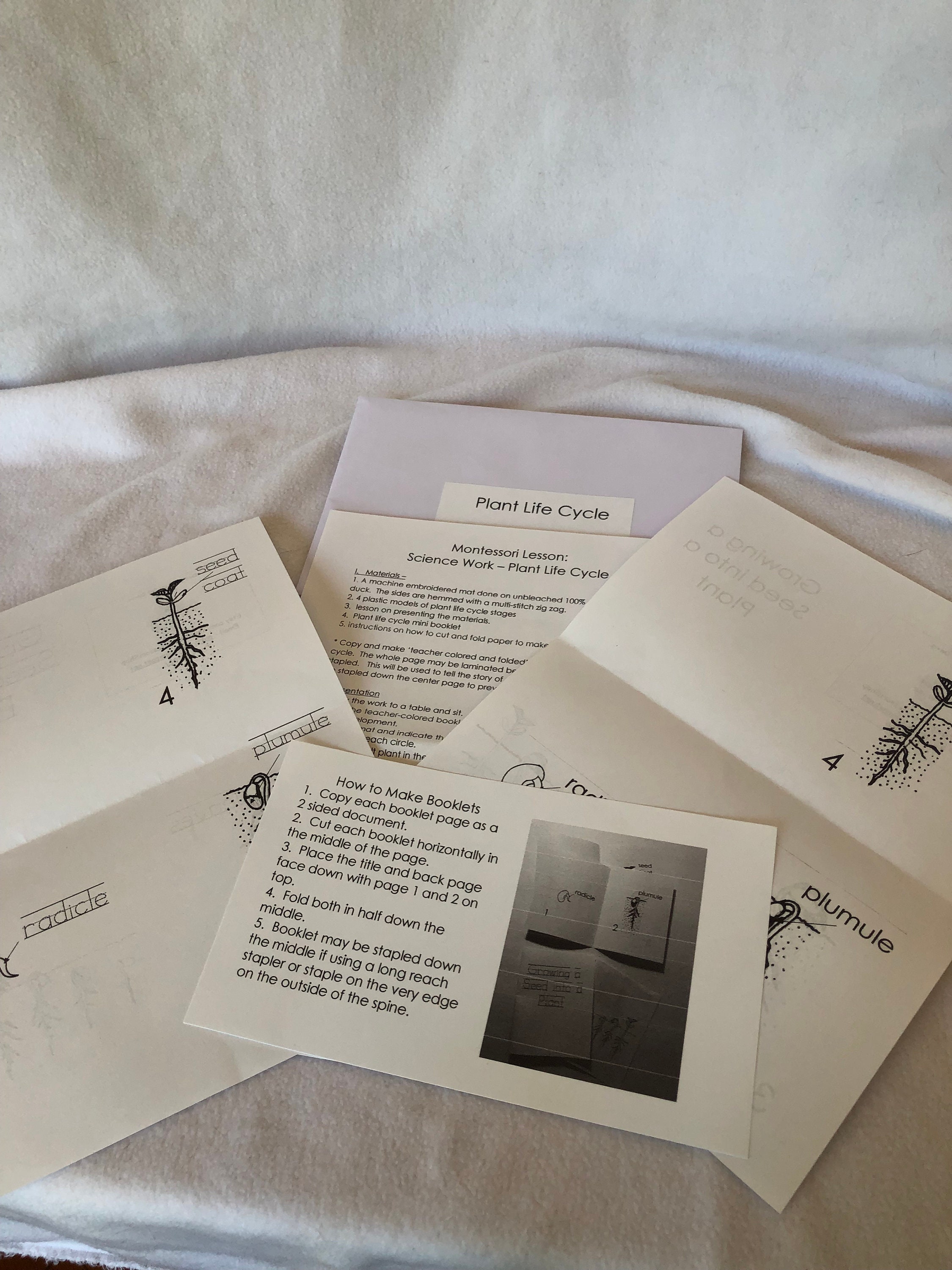 Seed to Plant Growing Sorting Mats - Science ALL MATERIALS INCLUDED ...