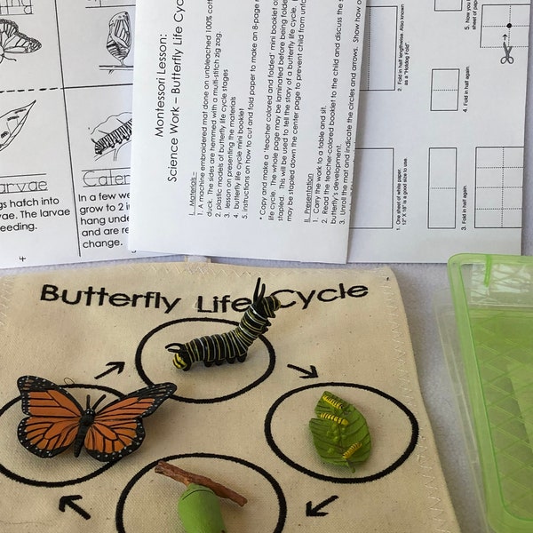 Butterfly Life Cycle - Etsy