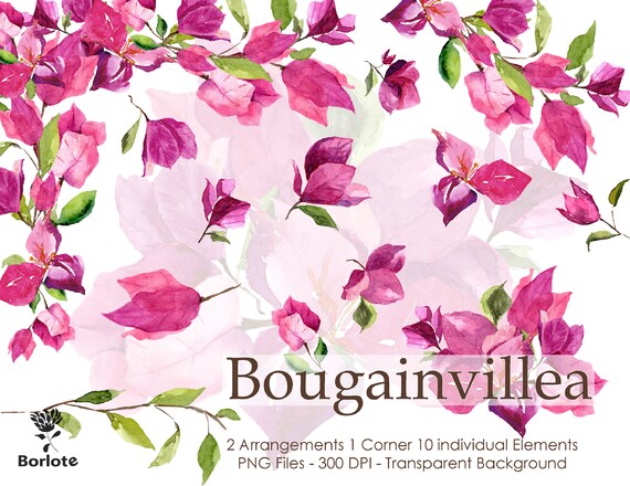 Bugambilias Birthday Cards