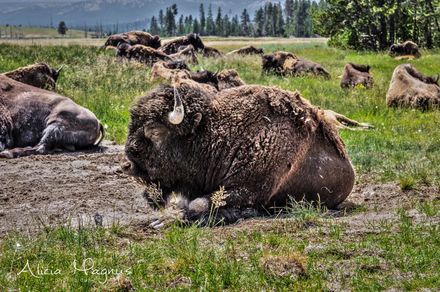 Buffalo Photography BUFFALO WALL DECOR bison photography | Etsy