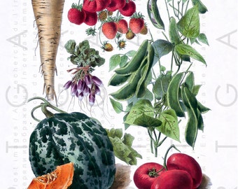 French Vegetables - Etsy