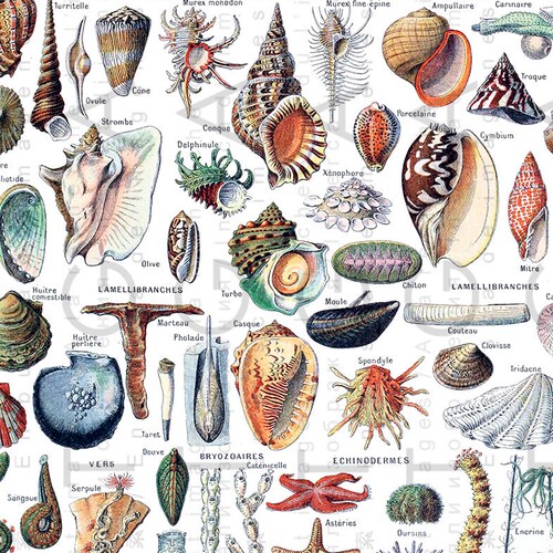 Adolphe Millot POSTER. SEASHELLS Printable Wall Art. - Etsy