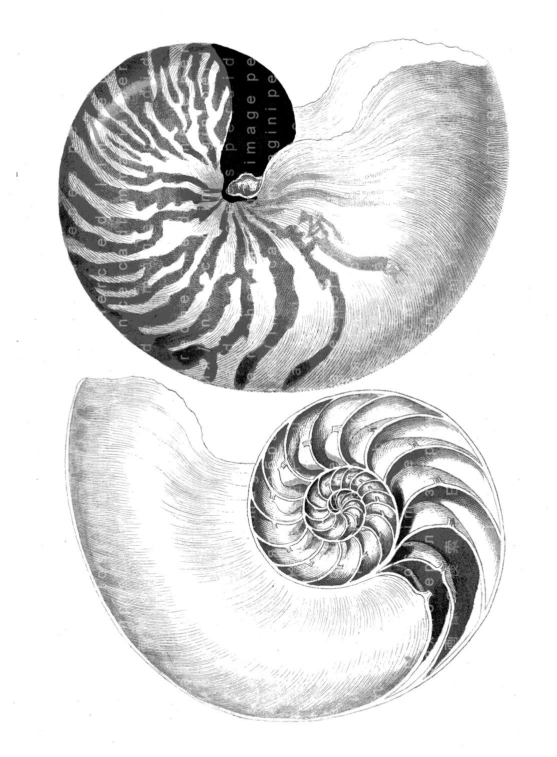Nautilus Shell Outline