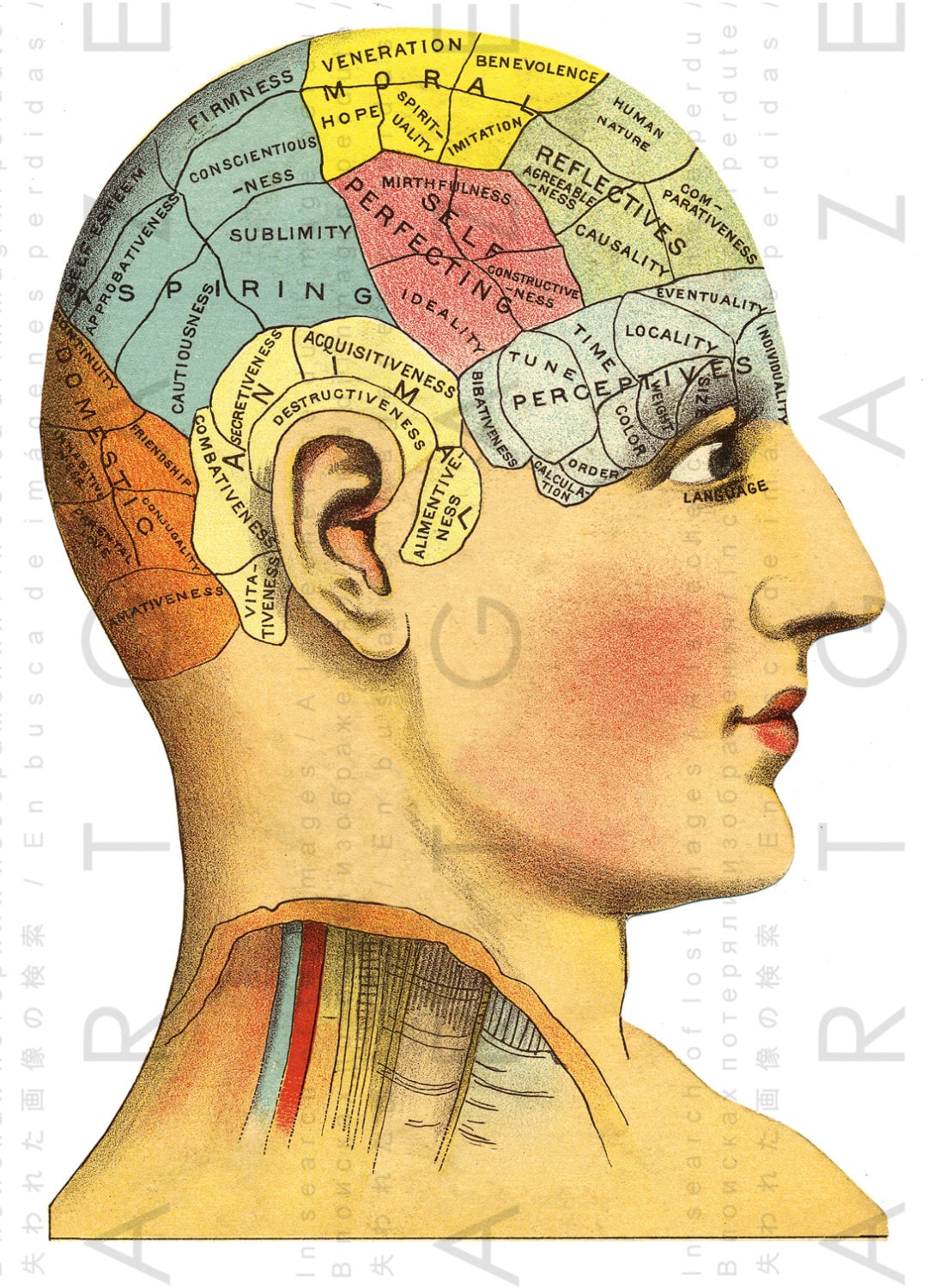 PHRENOLOGY HEAD Antique ILLUSTRATION. Science Of The Mind | Etsy