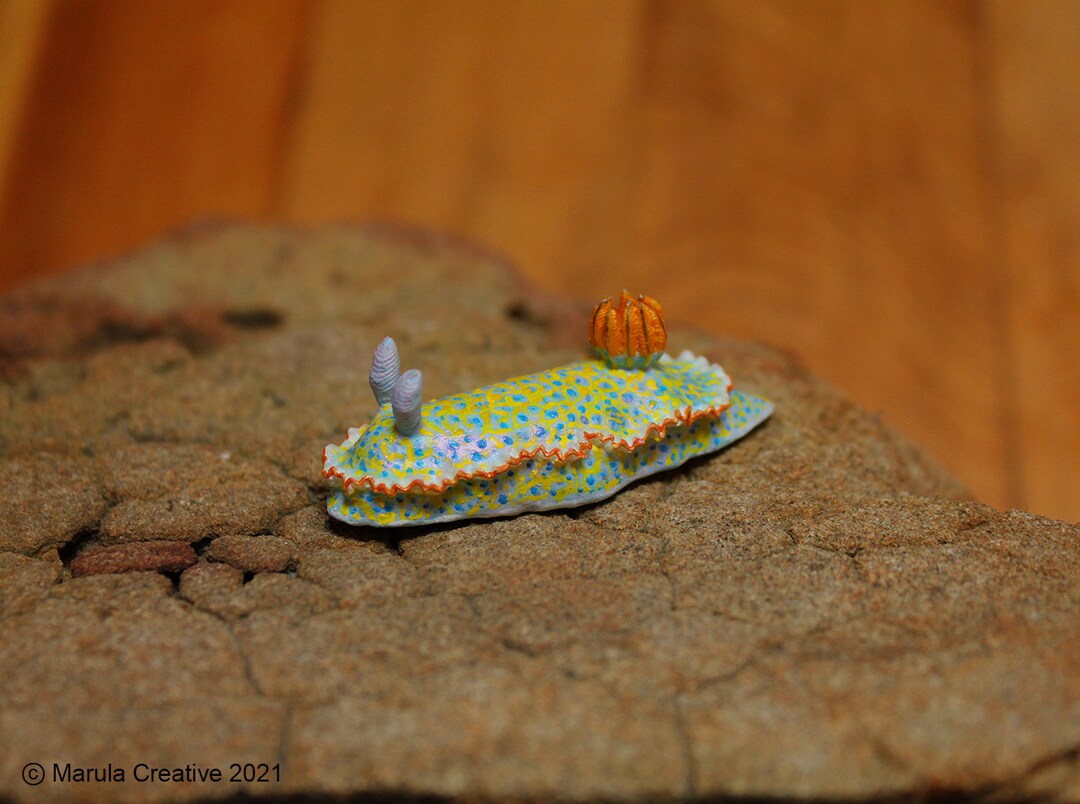 Crown the Nudibranch (hypselodoris Acriba) Gold-crowned Sea Goddess - Etsy