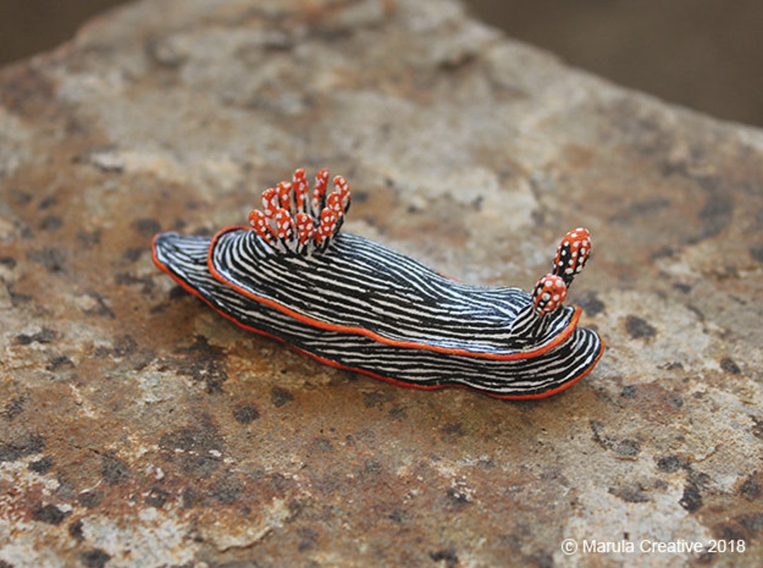Lata the Nudibranch (chromodoris Lineolata) - Etsy