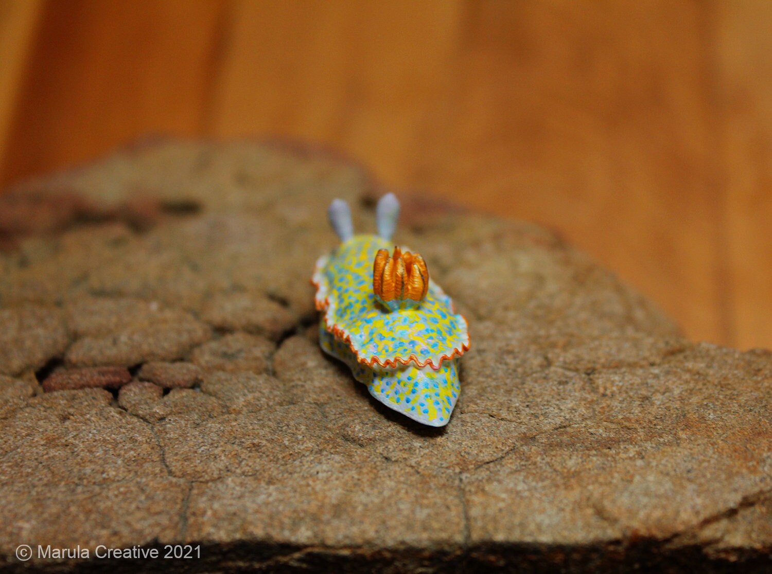 Crown the Nudibranch Hypselodoris acriba Gold-Crowned Sea | Etsy