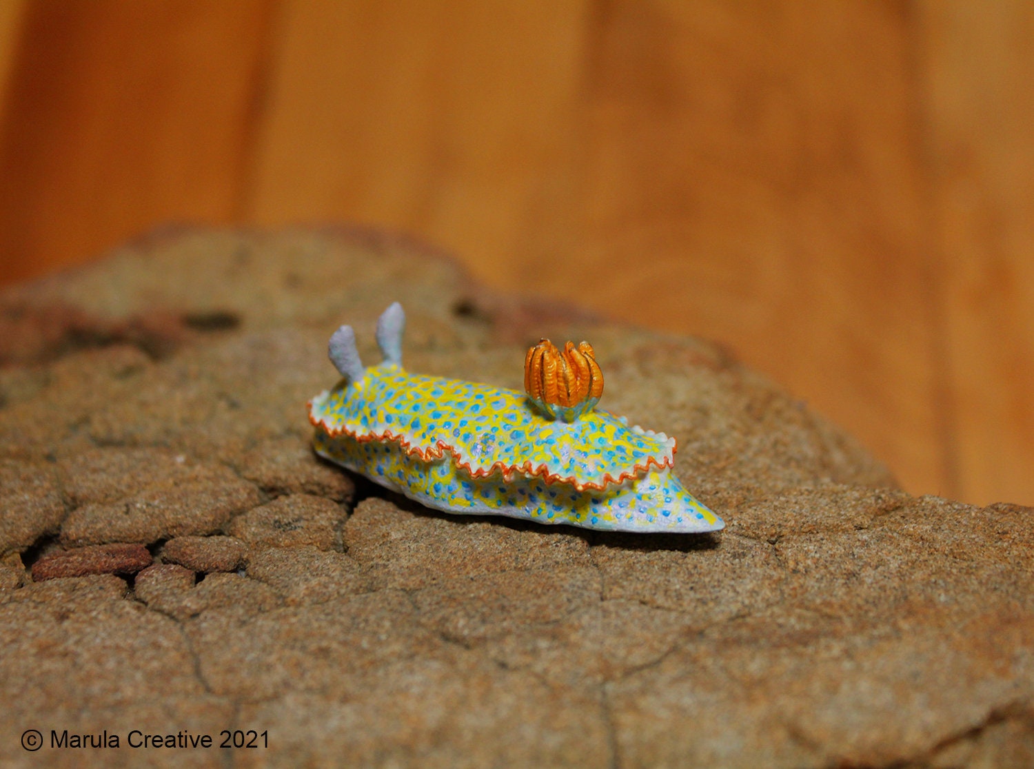 Crown the Nudibranch Hypselodoris acriba Gold-Crowned Sea | Etsy