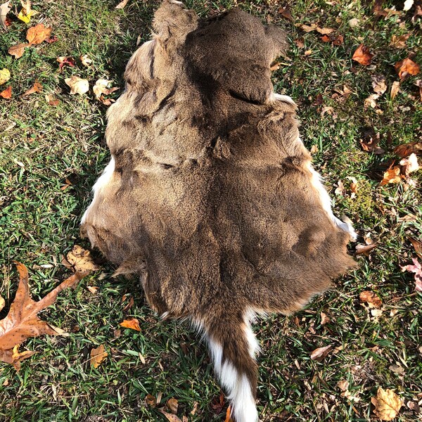Whitetail Deer Hide - Etsy