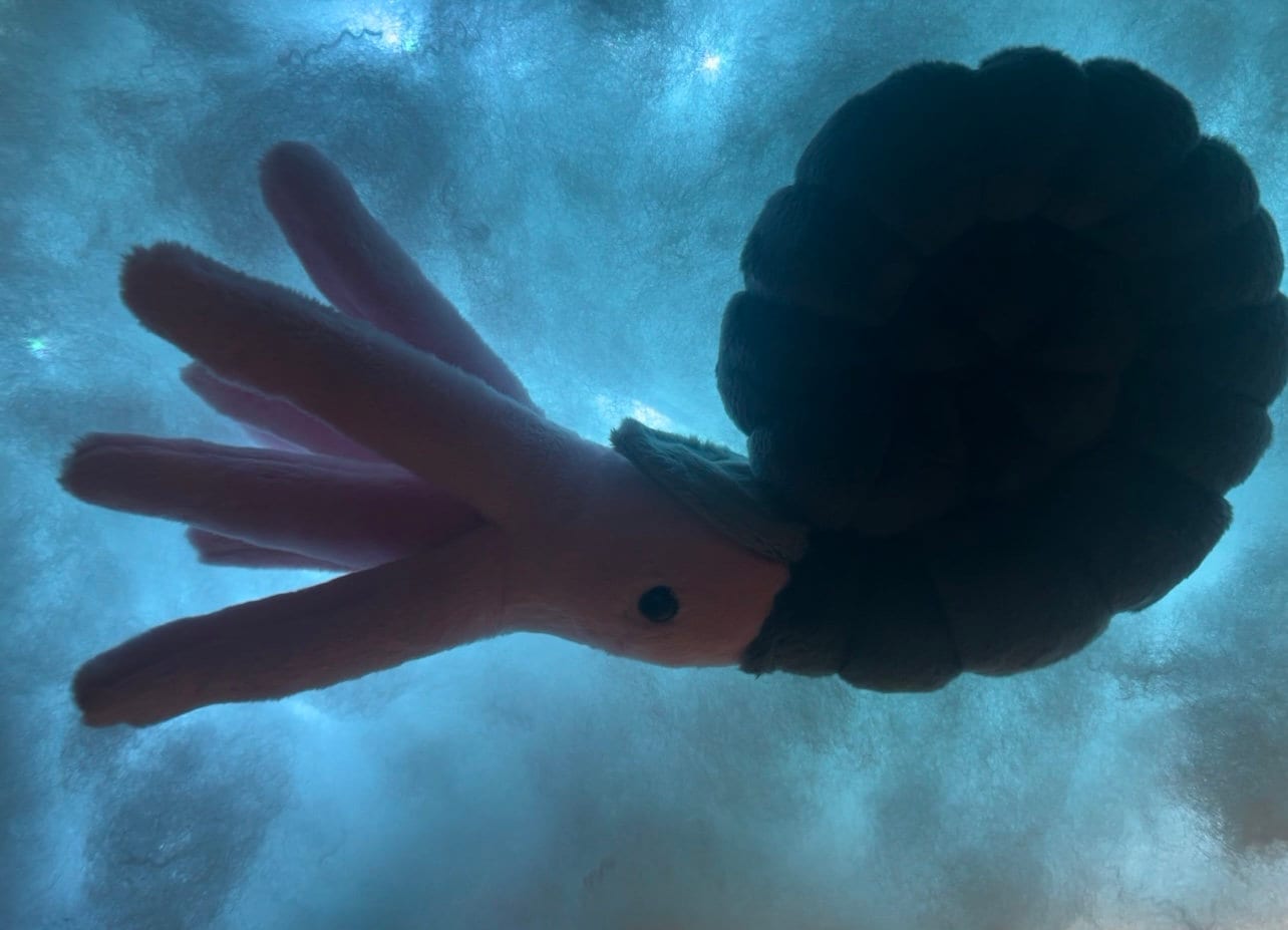 Ammonite Plushy handmade - Etsy