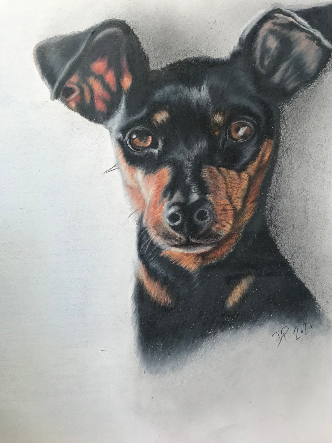 Minpin Pup, Close up Detailed Drawing of a Miniature Pinscher Puppy, 9 ...