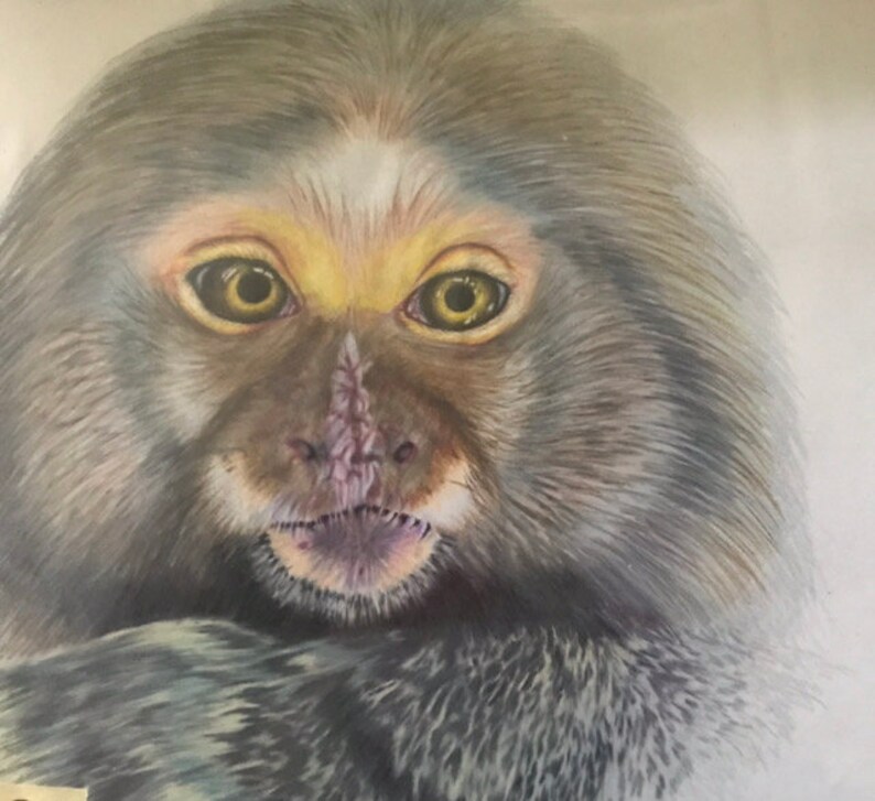 Monkey, Pygmy Marmoset, Drawing, Color Pencil, Illustration, Artwork ...