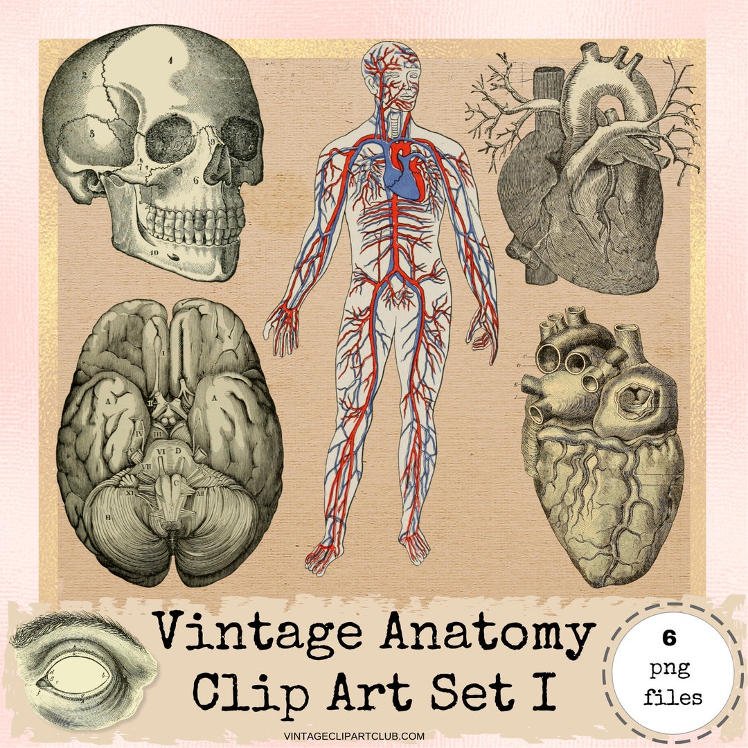 Vcc_14 Vintage Anatomy Clip Art Set I Illustration ClipArt - Etsy.de