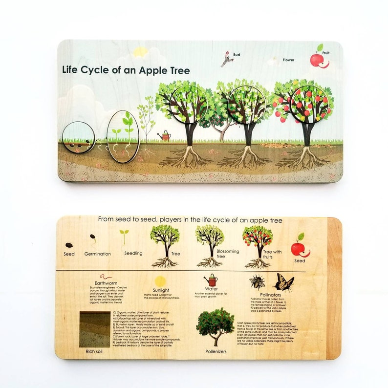 Carte de cycle de vie cycle de vie dun puzzle de pommier - Etsy France