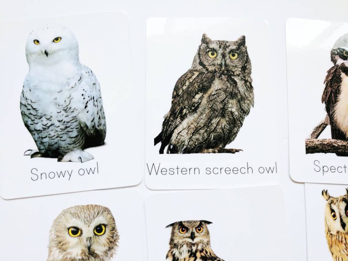 Owl Flash Cards Types of Owl Study Cards Classroom Decor | Etsy