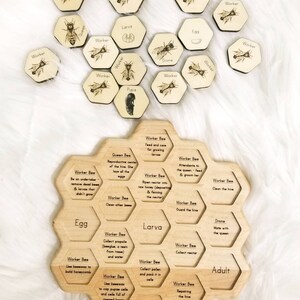 Honey Bee Puzzle Honeycomb Bee Life Cycle Honey Bee Learning Kit Types ...