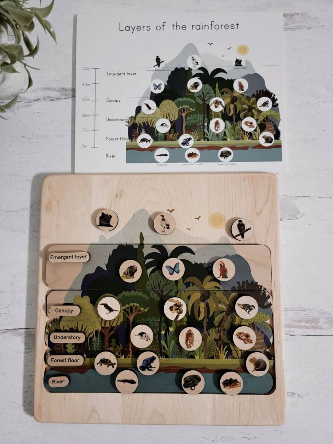 Layers of a Rainforest Wooden Puzzle Amazon Rainforest - Etsy