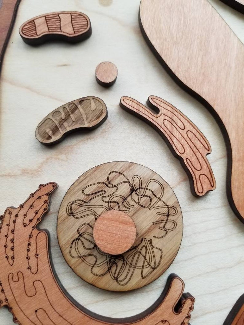 Plant Cell Model Wooden Cell Model | Etsy UK