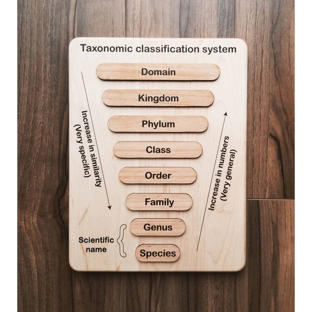 Taxonomy Puzzle Animal Classification System Tree of Life ...