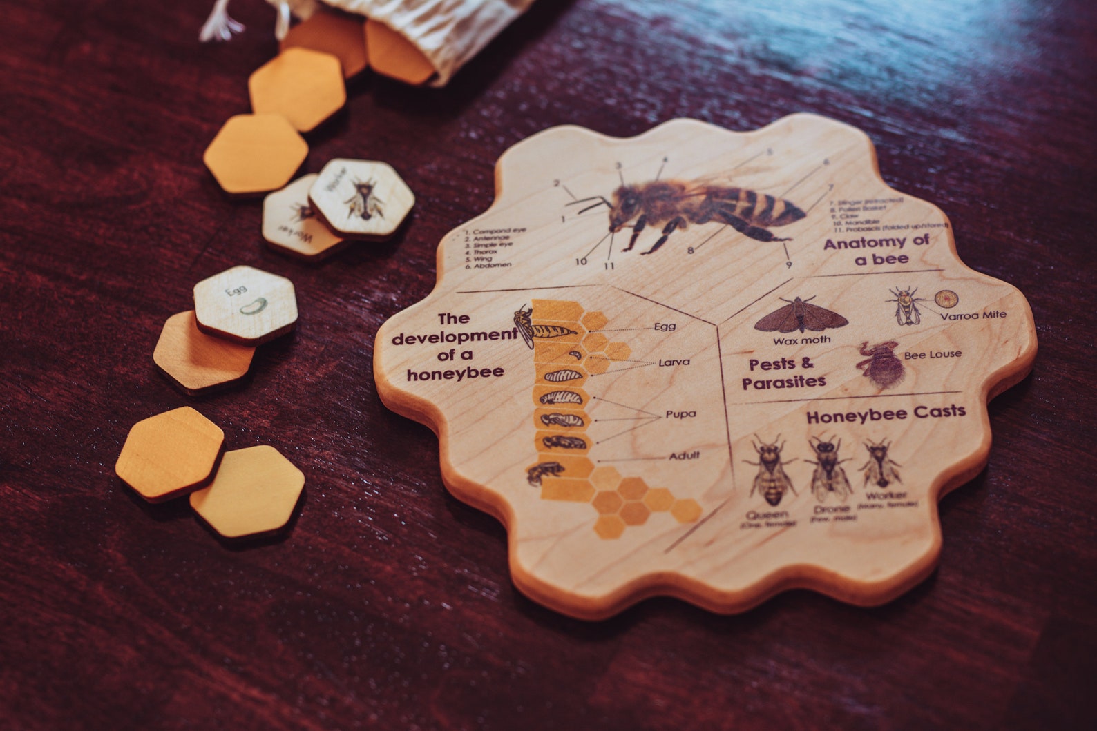 Honey Bee Puzzle Honeycomb Bee Life Cycle Honey Bee - Etsy