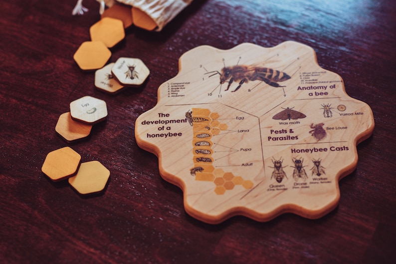 Honey Bee Puzzle Honeycomb Bee Life Cycle Honey Bee - Etsy