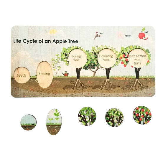 Life cycle board life cycle of an apple tree puzzle | Etsy
