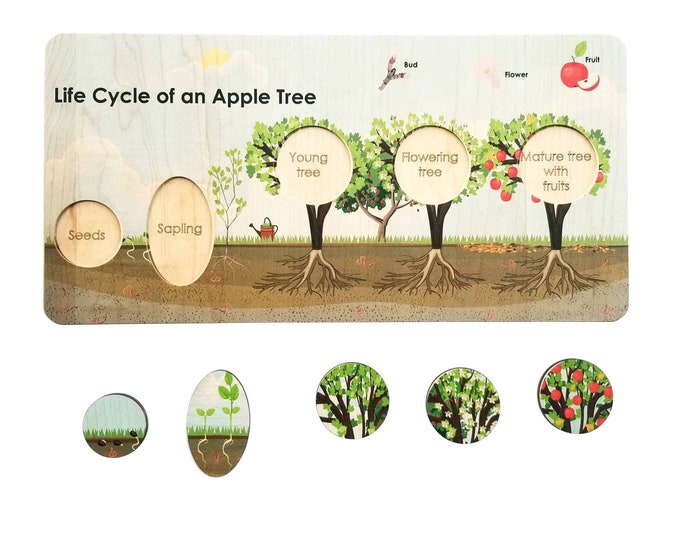 Life Cycle Board - Life Cycle of an Apple Tree Puzzle- Montessori ...