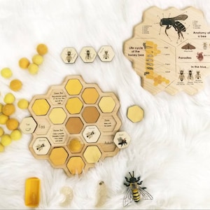 Honey Bee Puzzle Honeycomb Bee Life Cycle Honey Bee Learning Kit Types ...