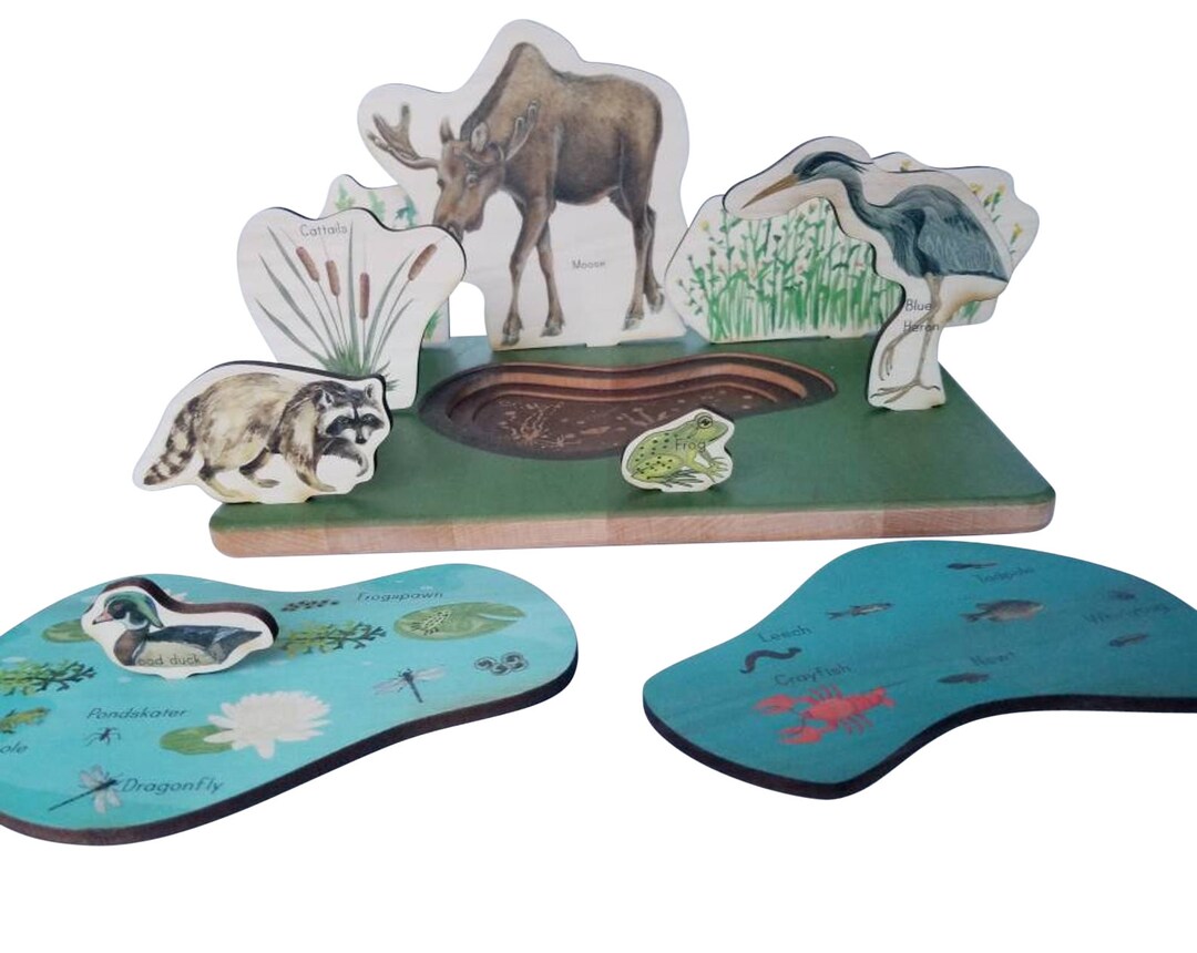 Pond Study Pond Ecosystem Layers of a Pond Life Cycle of a Frog Pond ...