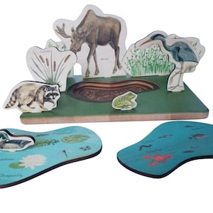 Pond Study Pond Ecosystem Layers of a Pond Life Cycle of a Frog Pond ...