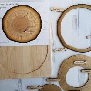 Parts of a Tree Trunk Puzzle, Layers of Tree Trunk, Tree Ring Puzzle ...