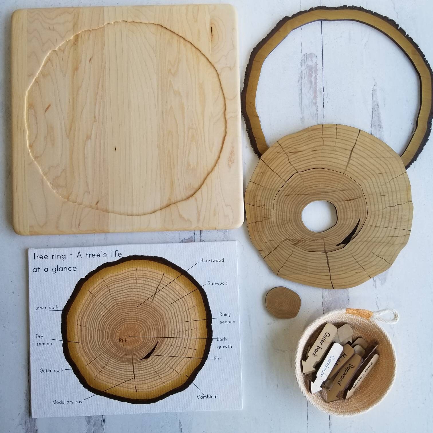 Parts of a Tree Trunk Puzzle Layers of Tree Trunk Tree Ring - Etsy Canada