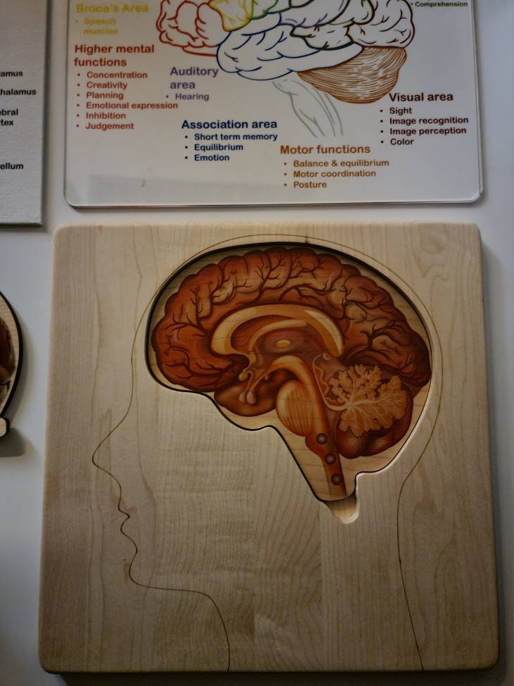 Brain Puzzle Montessori Wooden Puzzle Parts of the Brain - Etsy