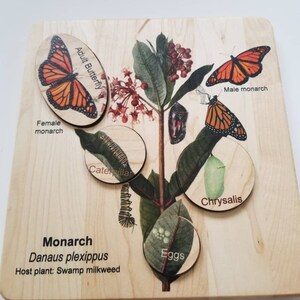 Life Cycle of a Monarch Butterfly, Butterfly Life Cycle, Montessori ...