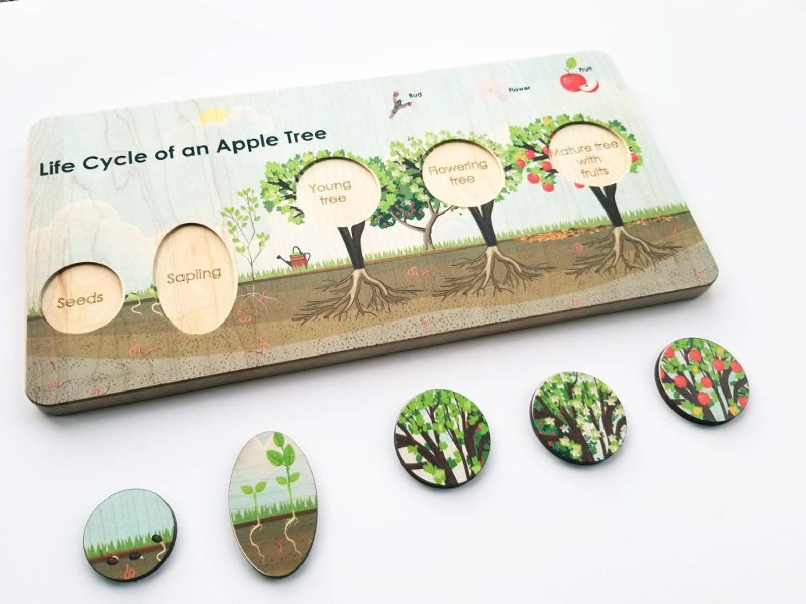 Life Cycle Board Life Cycle of an Apple Tree Puzzle Montessori Life ...