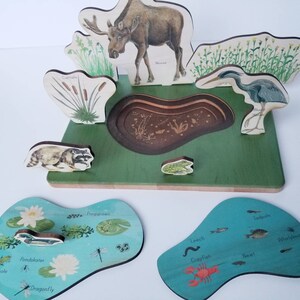 Pond Study Pond Ecosystem Layers of a Pond Life Cycle of a Frog Pond ...