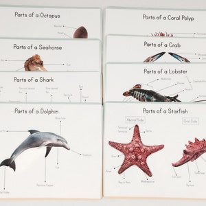 Ocean Anatomy Prints DIGITAL DOWNLOAD Classroom Wall Decor, Parts of ...
