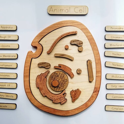 Animal Cell Model Wooden Cell Model - Etsy