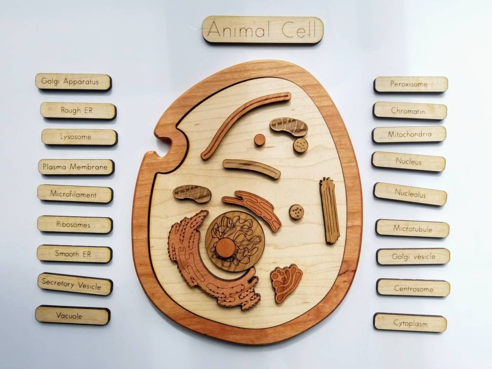 Animal Cell Model Project For School
