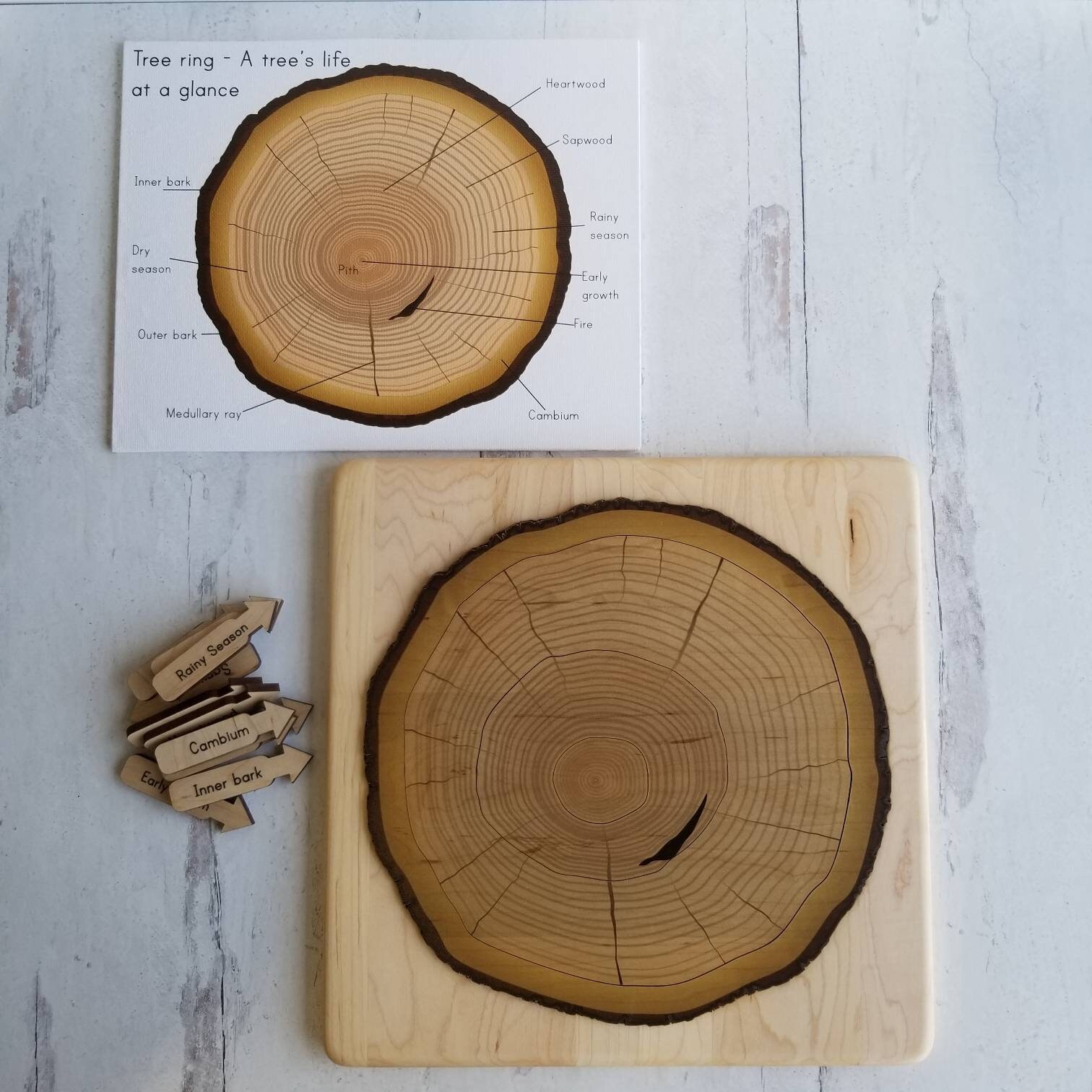 Parts of a Tree Trunk Puzzle Layers of Tree Trunk Tree Ring - Etsy