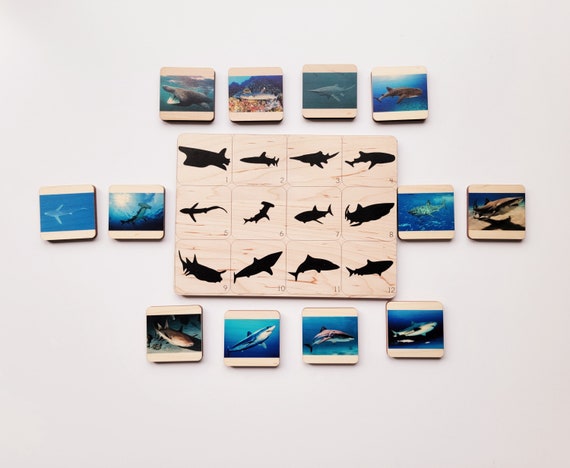 Shadow Matching With Types of Sharks Visual Discrimination - Etsy