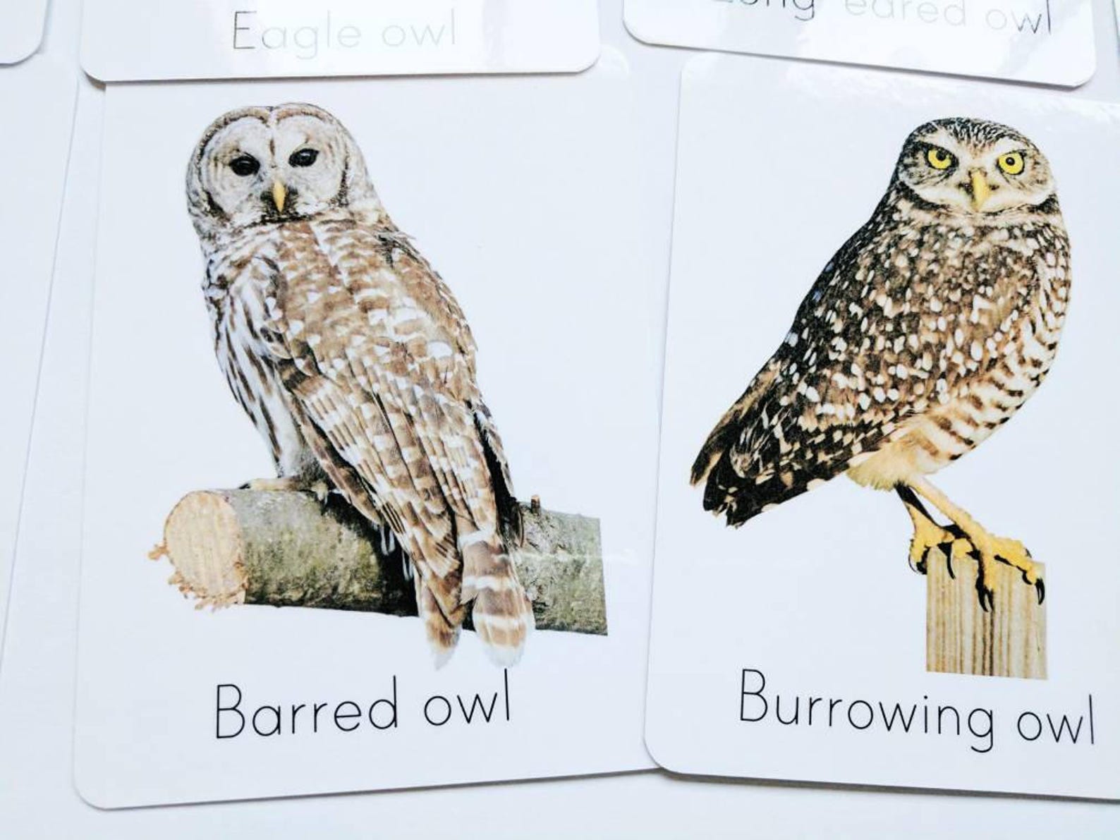 Owl flash cards types of owl study cards classroom decor | Etsy