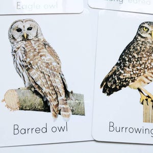 Owl Flash Cards Types of Owl Study Cards Classroom Decor Nursery Decor ...