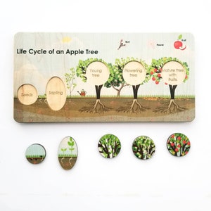 Life Cycle Board Life Cycle of an Apple Tree Puzzle Montessori Life ...