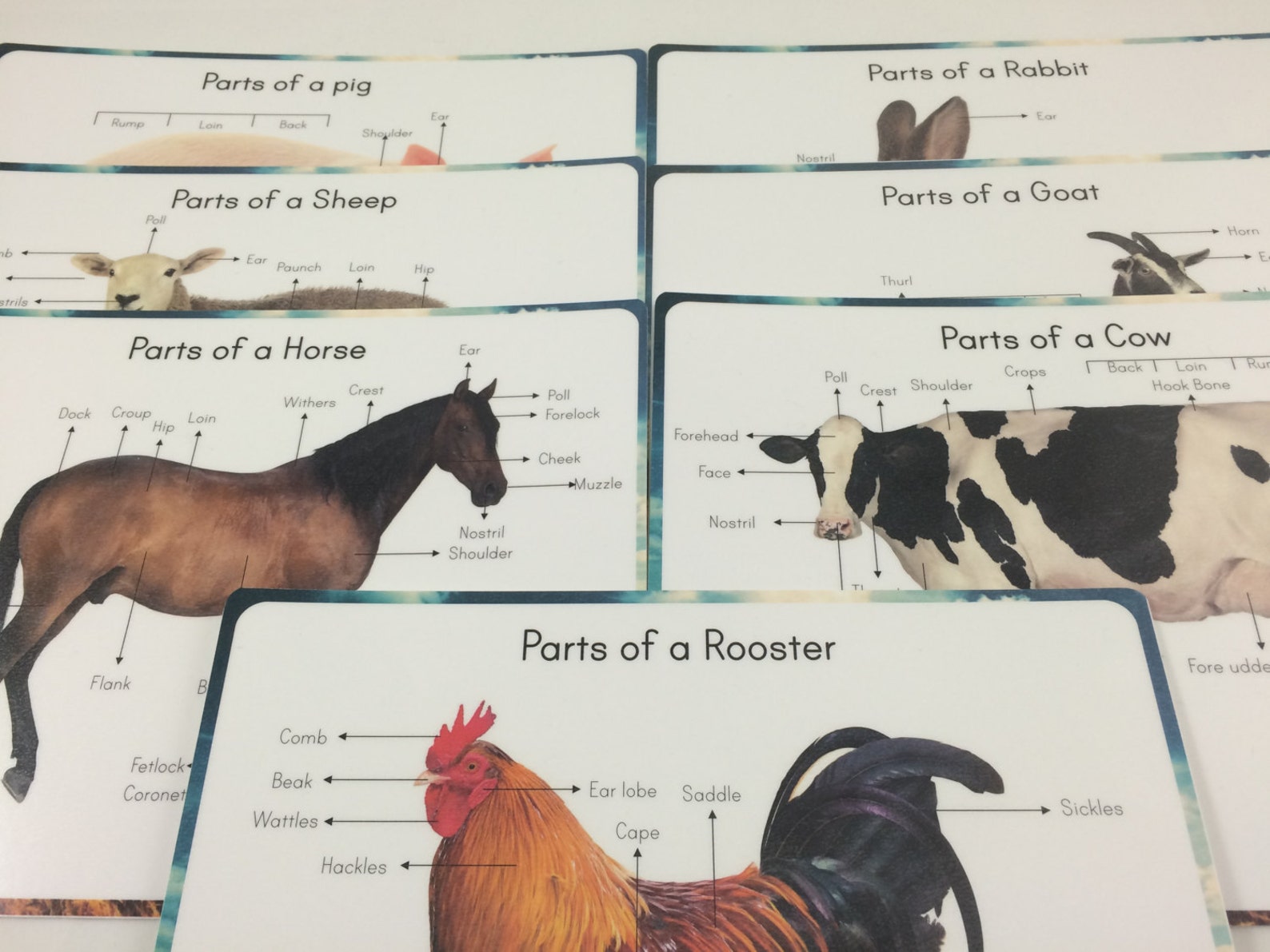 DIGITAL DOWNLOAD Farm Animals Anatomy Prints Parts of - Etsy