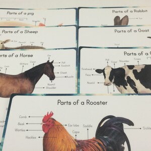 DIGITAL DOWNLOAD Farm Animals Anatomy Prints, Parts of Animal Cards ...