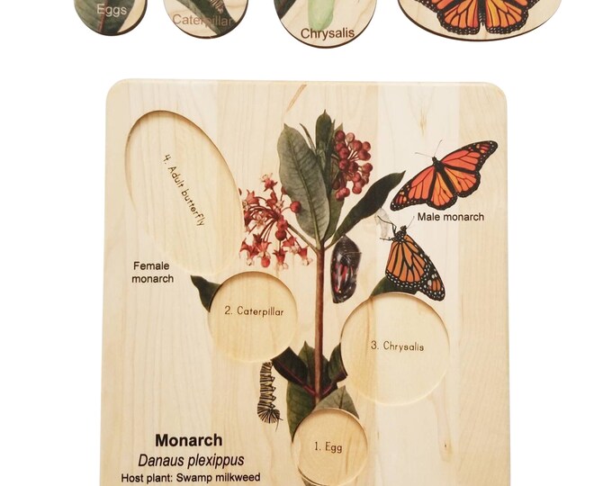 Life Cycle of a Monarch Butterfly, Butterfly Life Cycle, Montessori ...