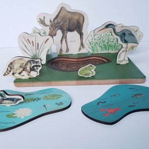 Pond Study Pond Ecosystem Layers of a Pond Life Cycle of a Frog Pond ...